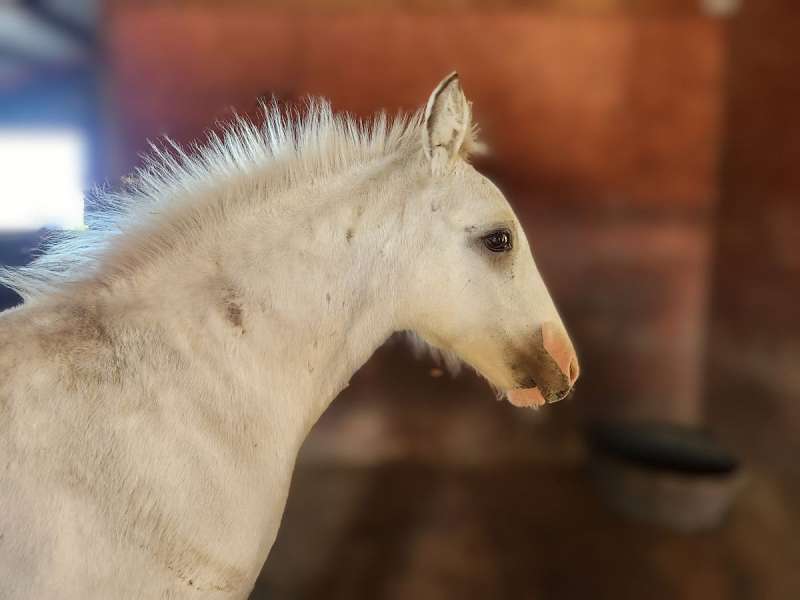 Silver Dunskin Tobiano Gypsy Colt