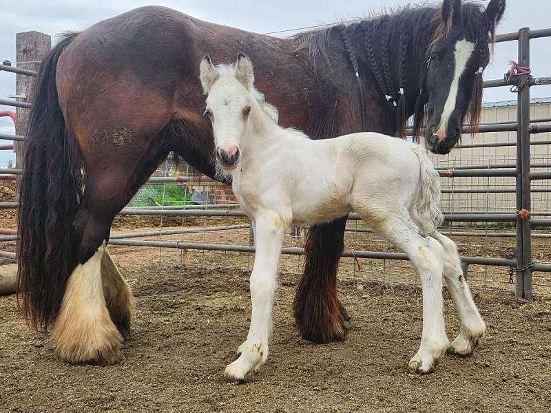 Buckskin Tobiano Gypsy Colt