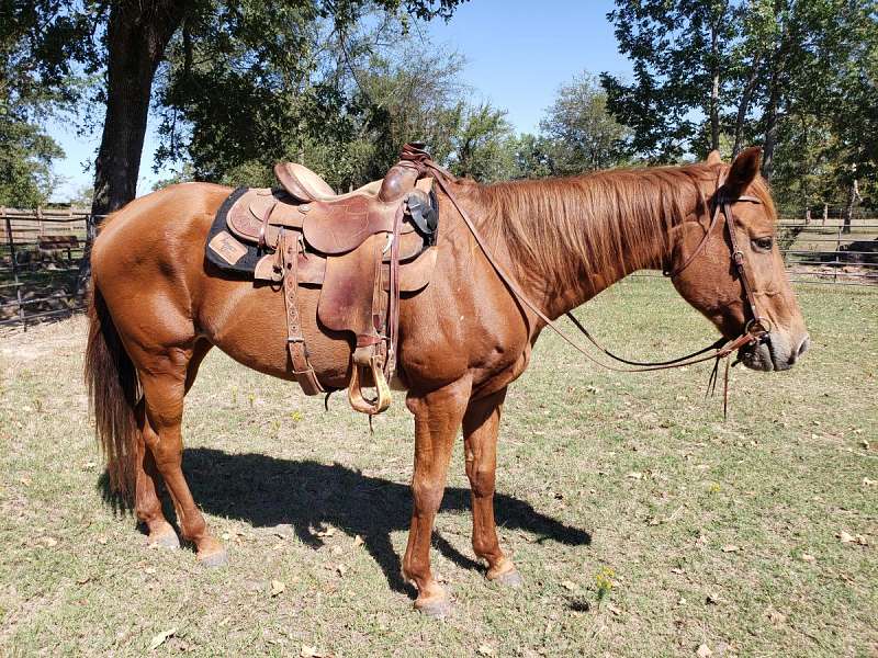 Quarter Horse Mares - Mother/Daughter Duo