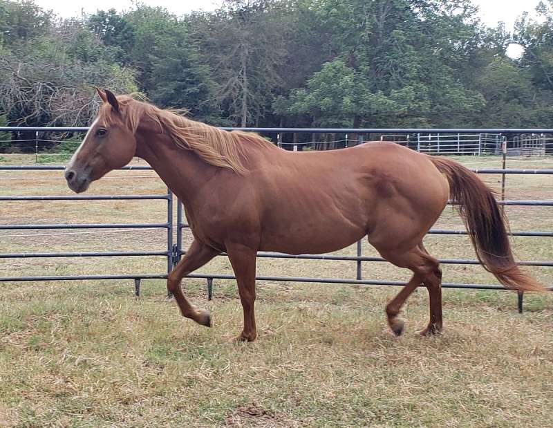 Quarter Horse Mares - Mother/Daughter Duo
