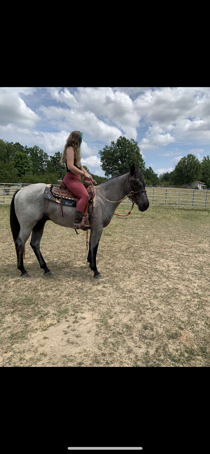 AQHA Gelding