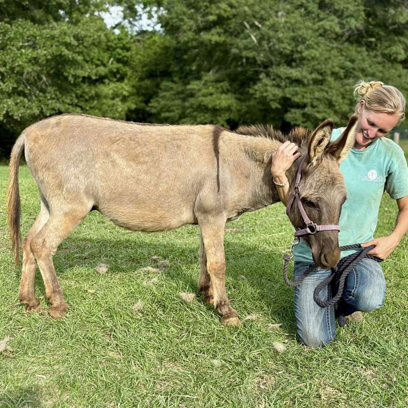 Sweet, Leadline Rideable Mini Jack