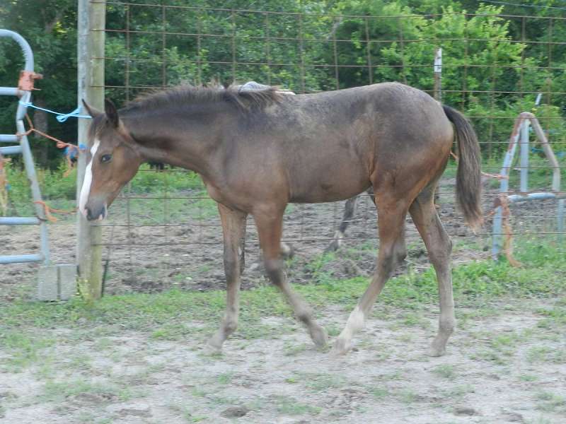 Yearling Appaloosa Filly