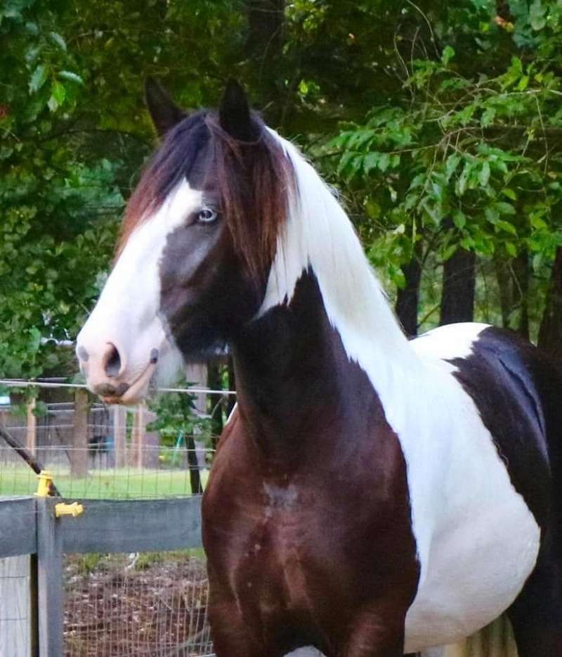 Prim is As Sweet As She is Striking—Friendly, Trained, and Ready for a Home