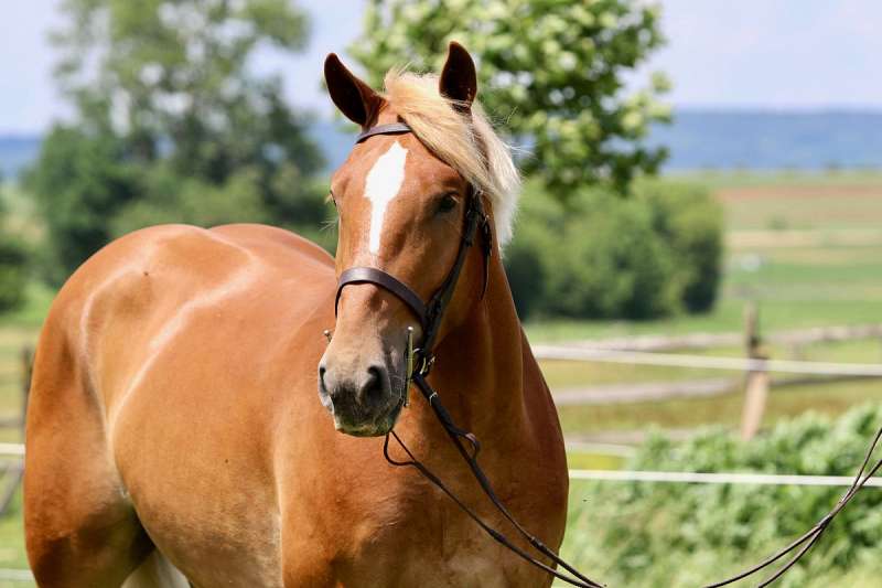 A Safe and Absolute Doll 4 Yr Old Belgian/Haflinger Cross Gelding!