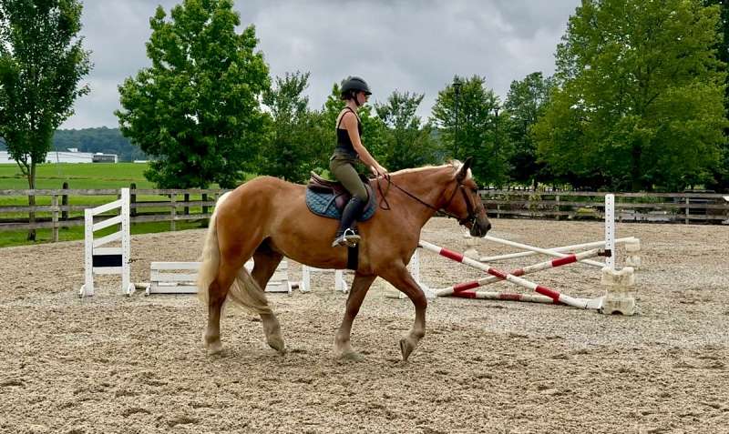 A Safe and Absolute Doll 4 Yr Old Belgian/Haflinger Cross Gelding!