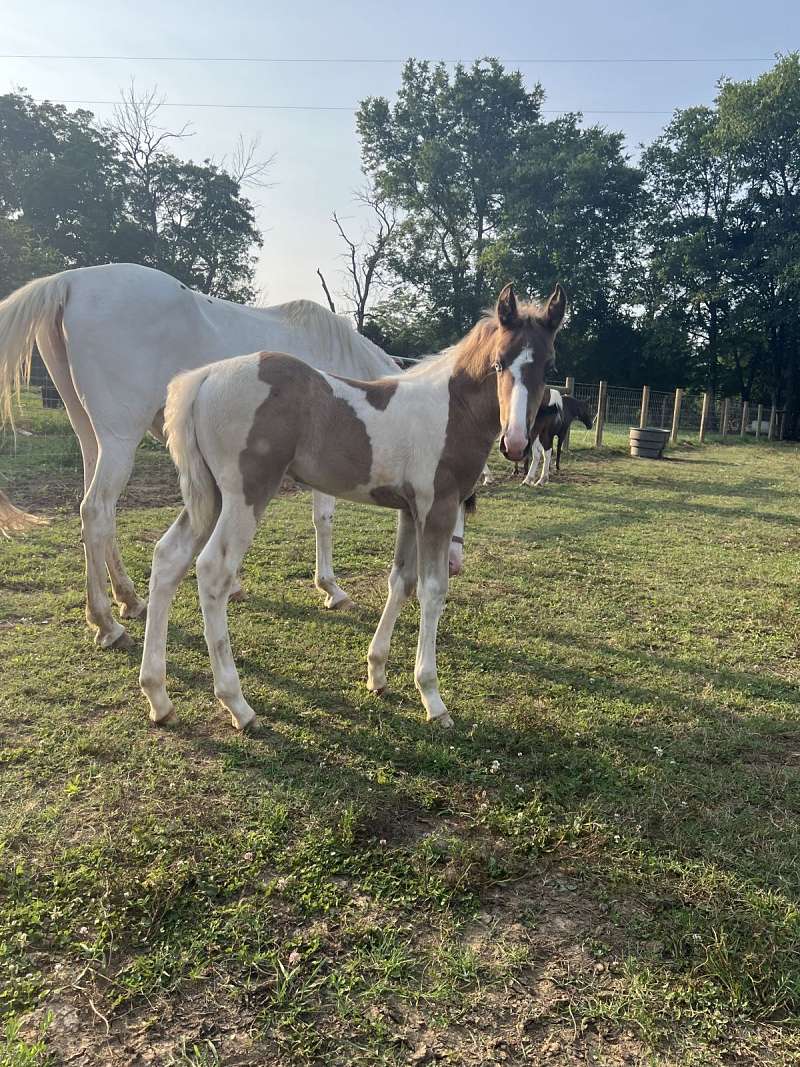 Silver Tobiano TWH Colt