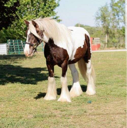 Stunning and Versatile 4 Yr Old Silver Dapple Paint Gypsy Vanner Gelding!