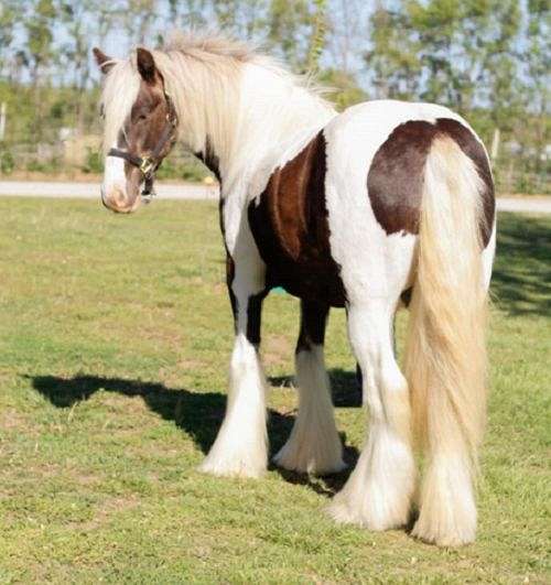 Stunning and Versatile 4 Yr Old Silver Dapple Paint Gypsy Vanner Gelding!
