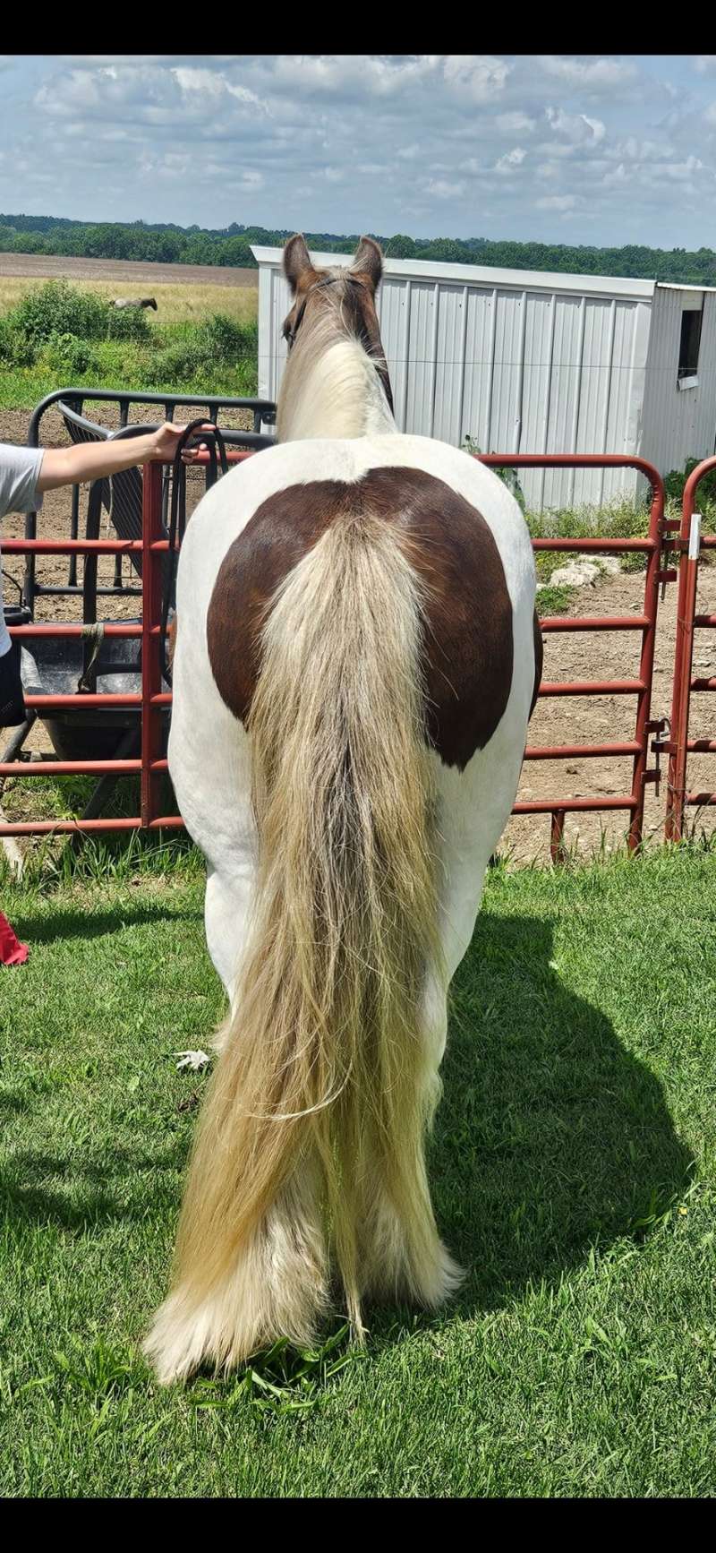 Stunning and Versatile 4 Yr Old Silver Dapple Paint Gypsy Vanner Gelding!