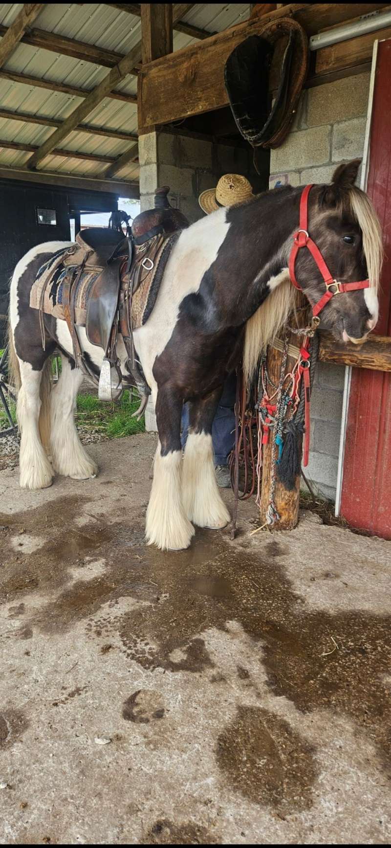 Stunning and Versatile 4 Yr Old Silver Dapple Paint Gypsy Vanner Gelding!
