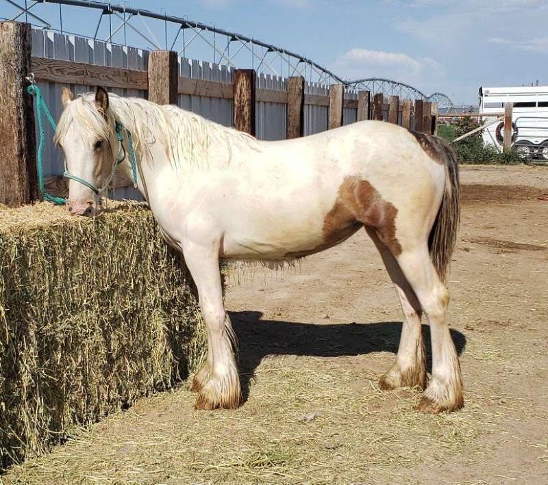 Gypsy Yearling Filly