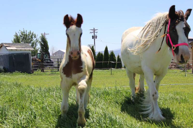 2 for 1 *Gypsy Vanner Mare & Colt*