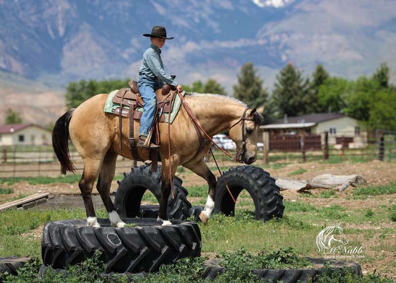 Marshal - Gorgeous Ranch & Rope Horse 5 Yr Old Buckskin AQHA Gelding!