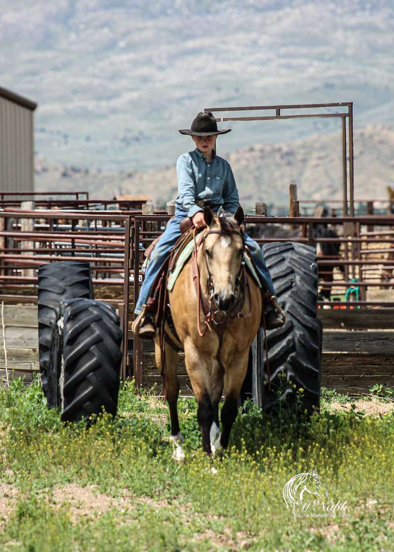 Marshal - Gorgeous Ranch & Rope Horse 5 Yr Old Buckskin AQHA Gelding!