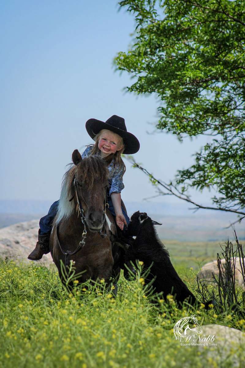 Kit Kat - Kid's Pony Deluxe 5 Yr Old Sorrel Tobago Pony Mare!