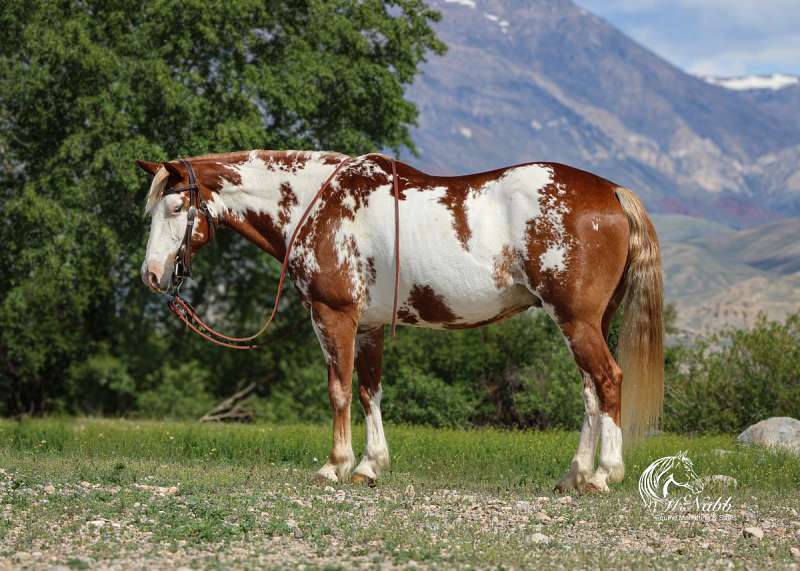 Maraschino - Super Cute 13 Yr Old Sorrel Overo Quarter Pony Gelding!