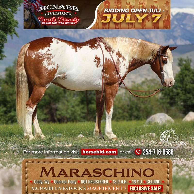 Maraschino - Super Cute 13 Yr Old Sorrel Overo Quarter Pony Gelding!