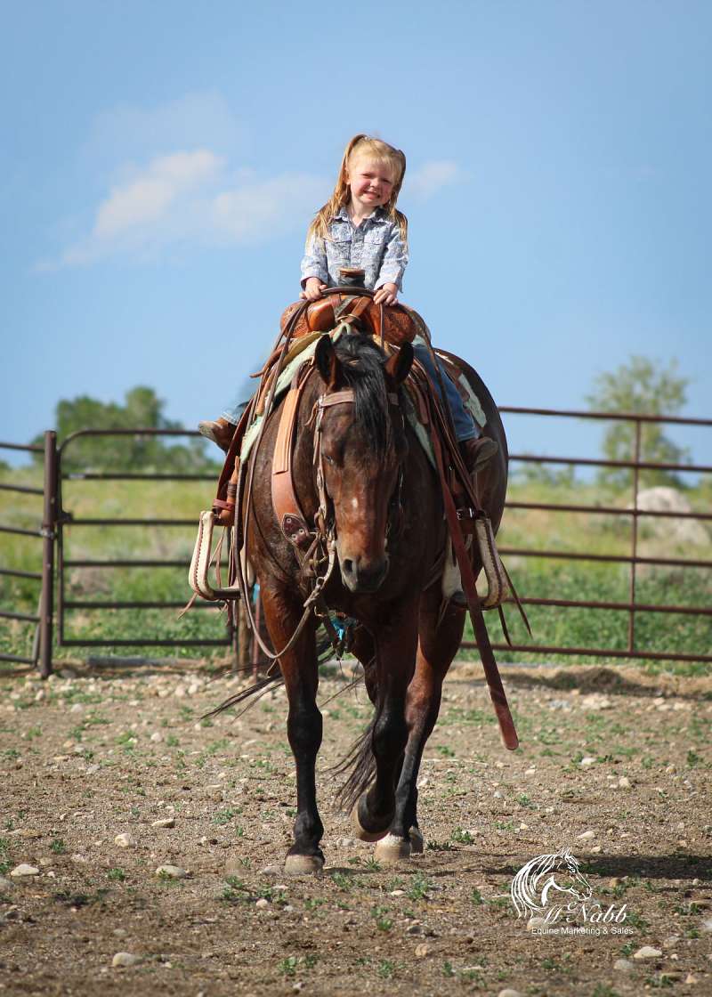 Lilly - Fantastic Ranch & Reining Horse 9 Yr Old Bay AQHA Mare!
