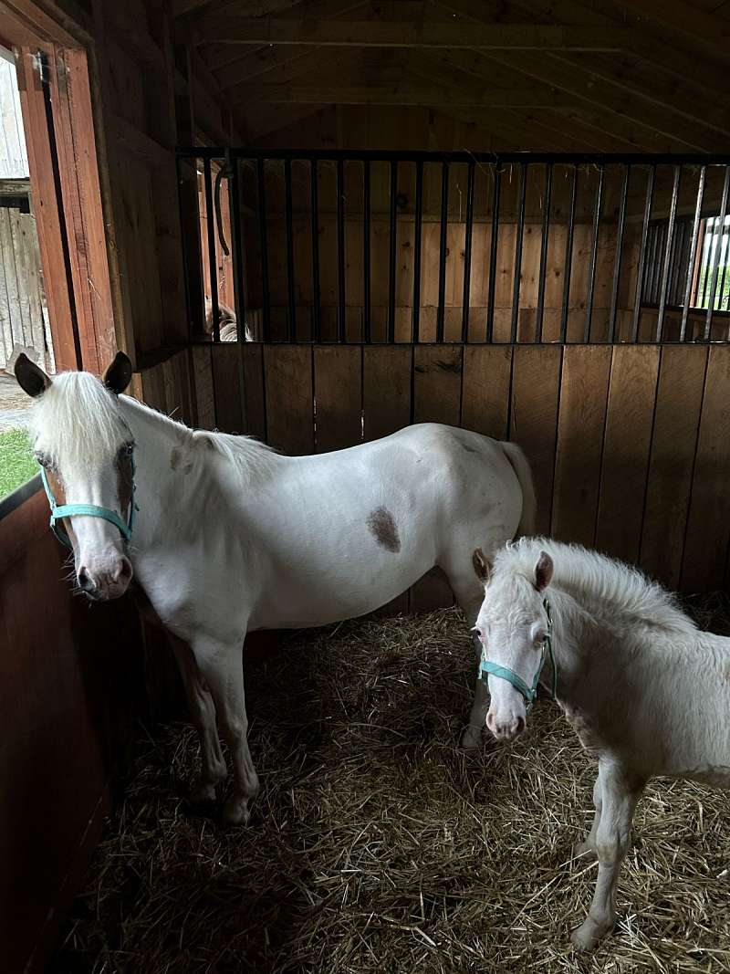 Pony Mare and Her Baby