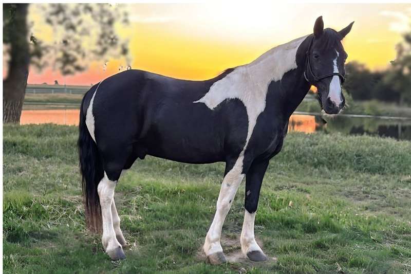Gaited and Breathtaking 14 Yr Old Black and White Paint TWH/Draft Cross!