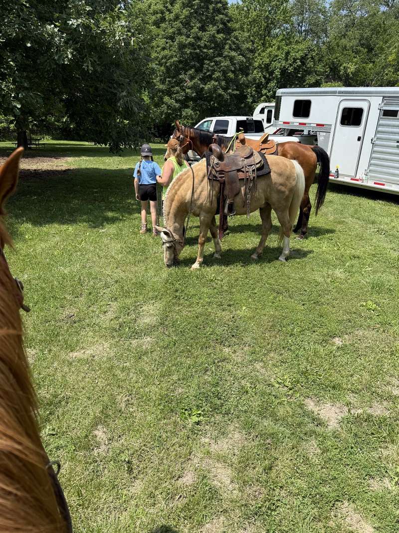 Safe and Stout 8 Yr Old Palomino Haflinger/QH Cross!