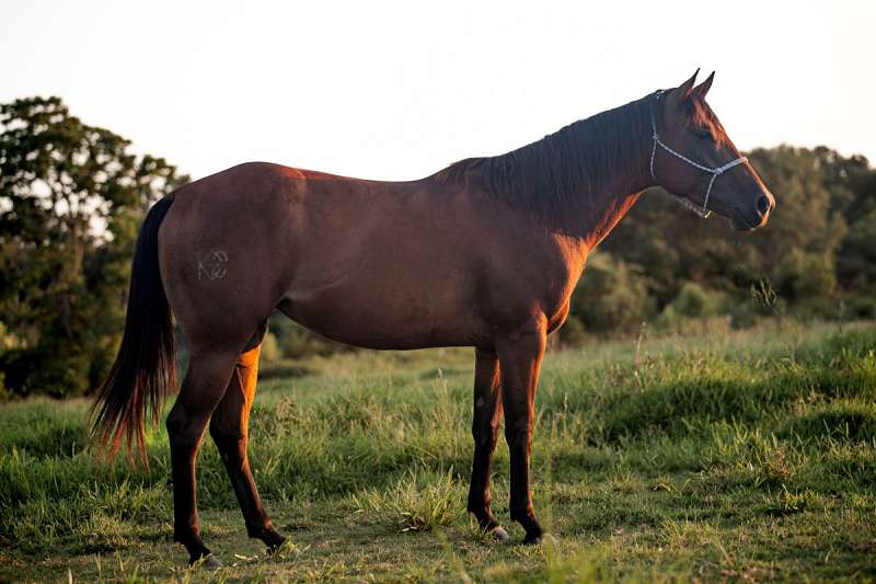 Great Ranch and Family Horse 4 Yr Old Bay AQHA Mare!