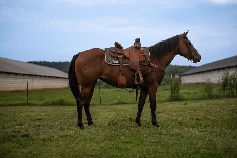 Great Ranch and Family Horse 4 Yr Old Bay AQHA Mare!