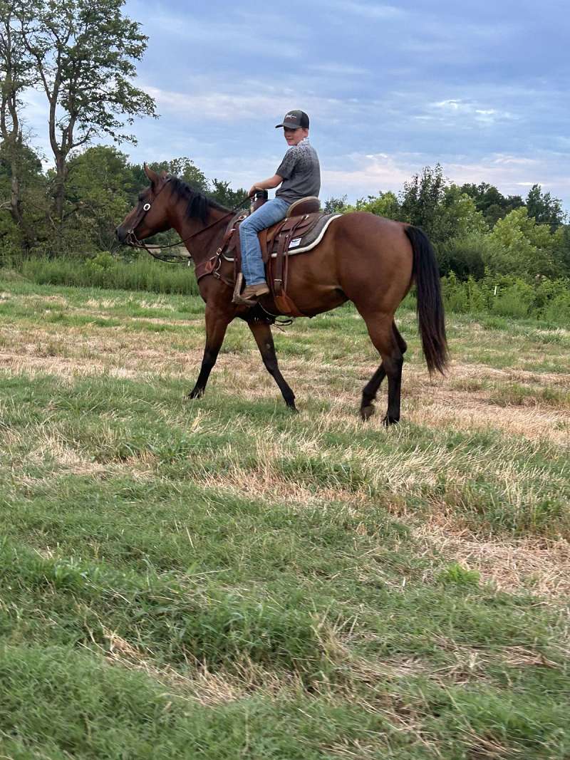 Great Ranch and Family Horse 4 Yr Old Bay AQHA Mare!