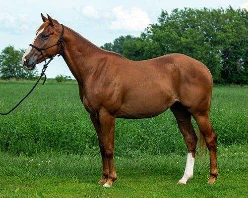 Super Handsome 4 Yr Old Sorrel AQHA Gelding!