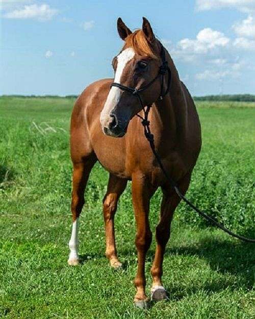 Super Handsome 4 Yr Old Sorrel AQHA Gelding!