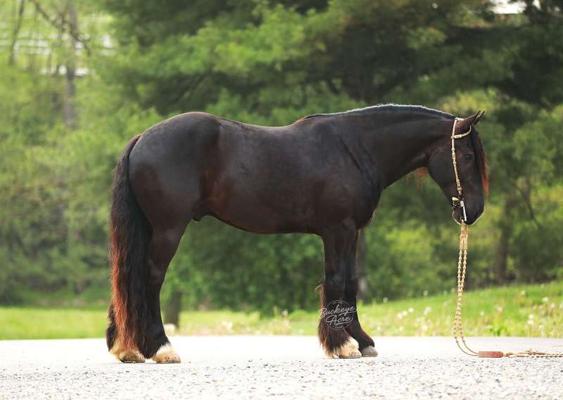 Wrangler a 2020 Model Draft X Gypsy Cross Gelding Stands a Solid 15.3 Hands