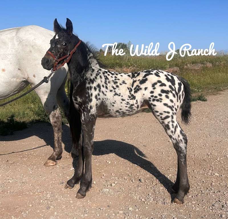 Bay Leopard Friesian X Appaloosa Colt