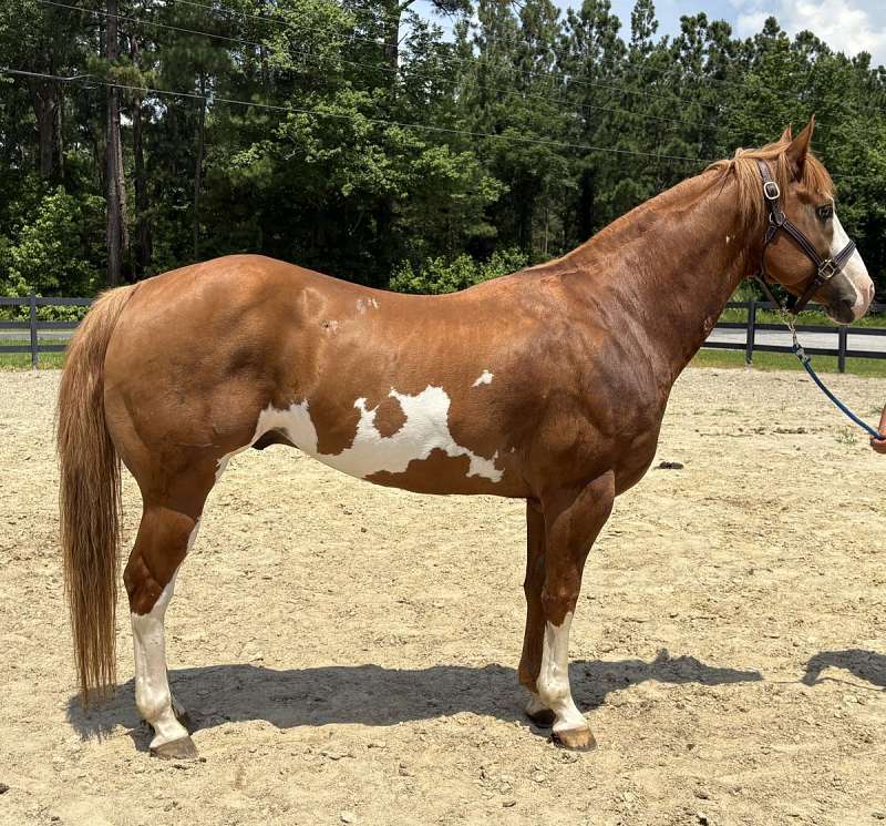 Pretty Paint Gelding
