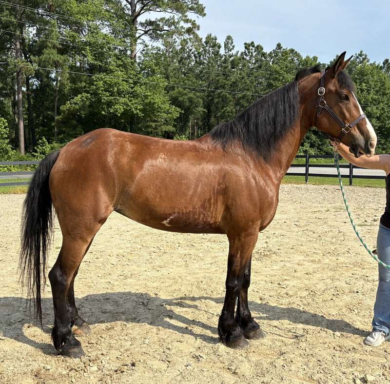 Gentle Bay Crossbred