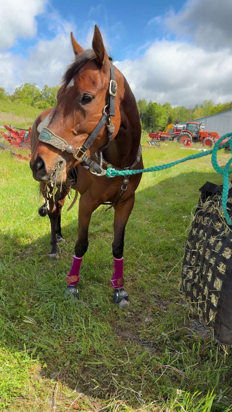 EquineNow Horses for Sale