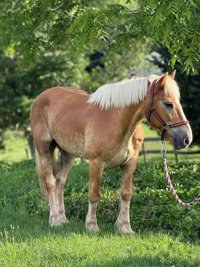 Safe Haflinger Gelding
