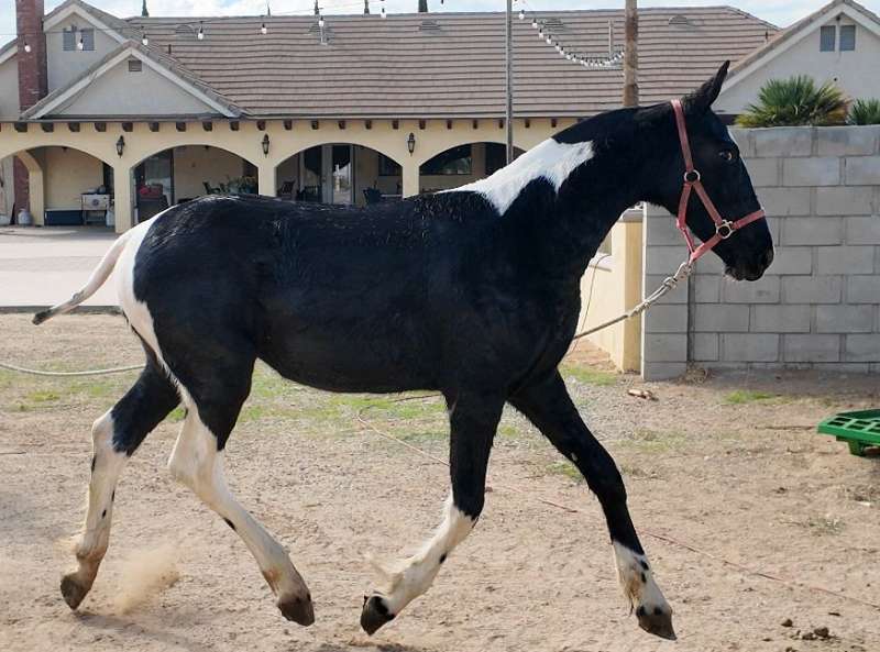 Barock Pinto Filly