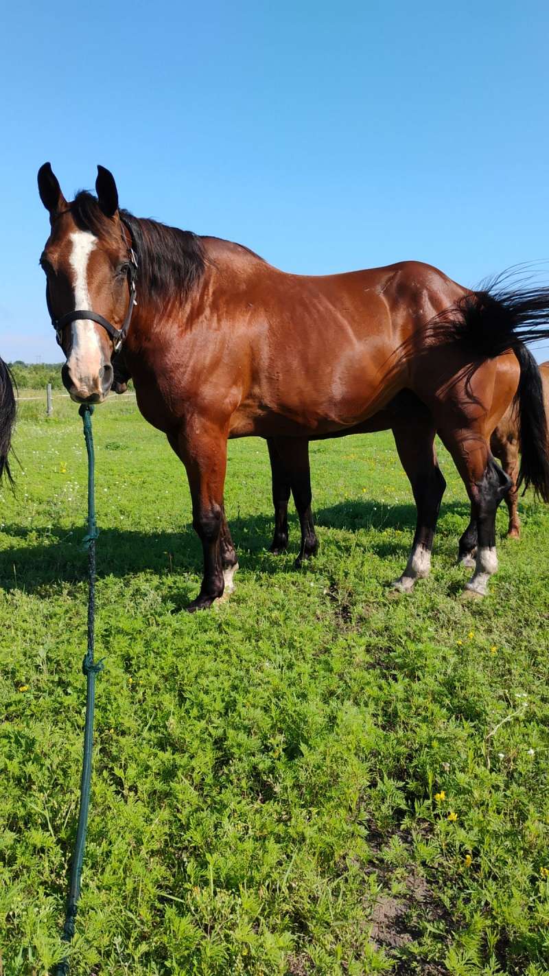 Bay Trail/4-h Gelding