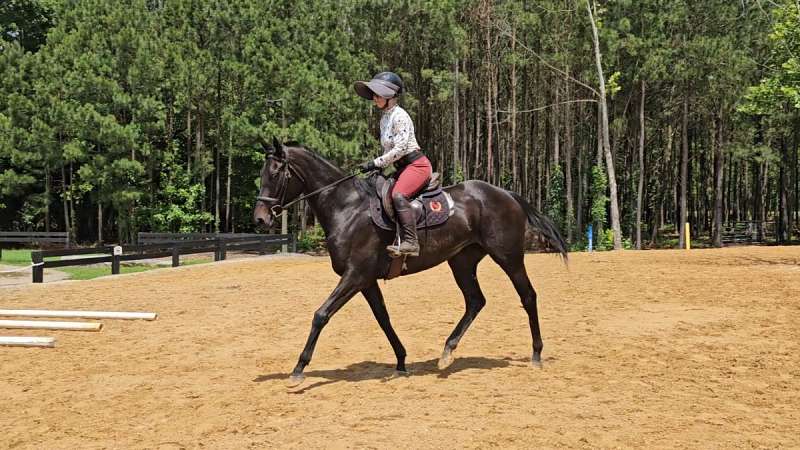 Confident and Flashy Solid Black Mare