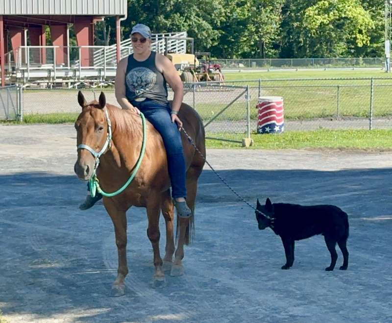 Amazing Red Roan Gelding