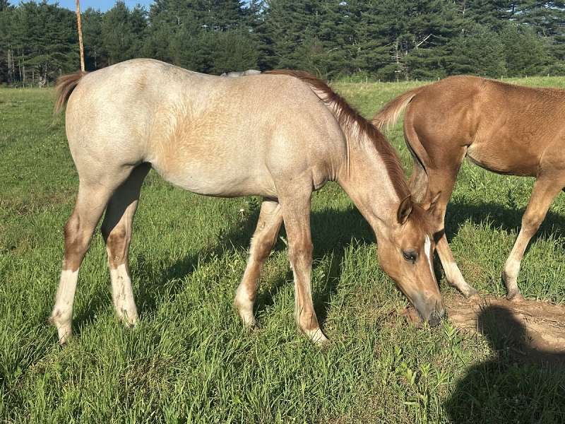 Stunning Aqhaxbrabant Filly