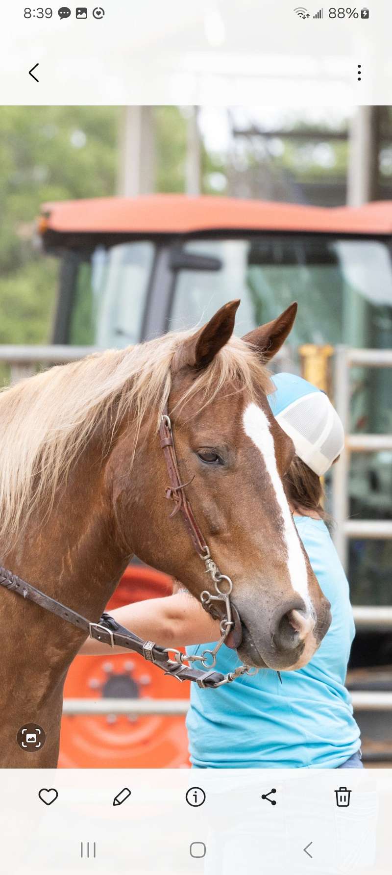 Horse for On Site Lease