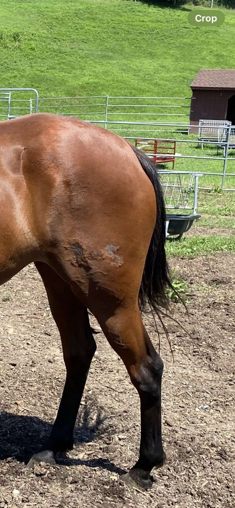 Agnes- ~5 Y/O Grade Appendix Mare