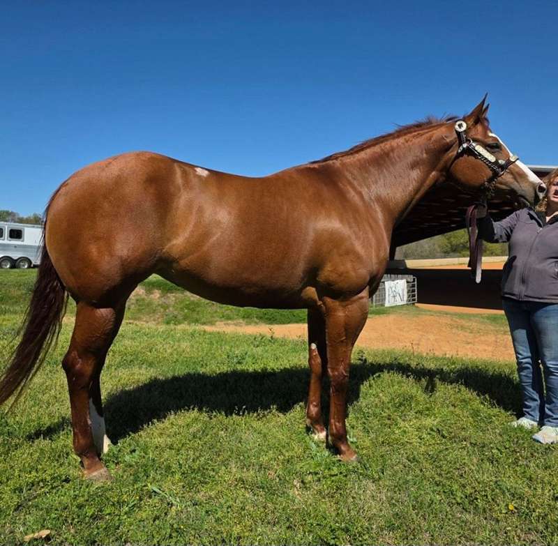 Beautiful AQHA/APHA Mare- Horse- World Champion Bloodlines