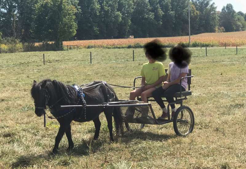 Misty-Sweet Black Mini Mare