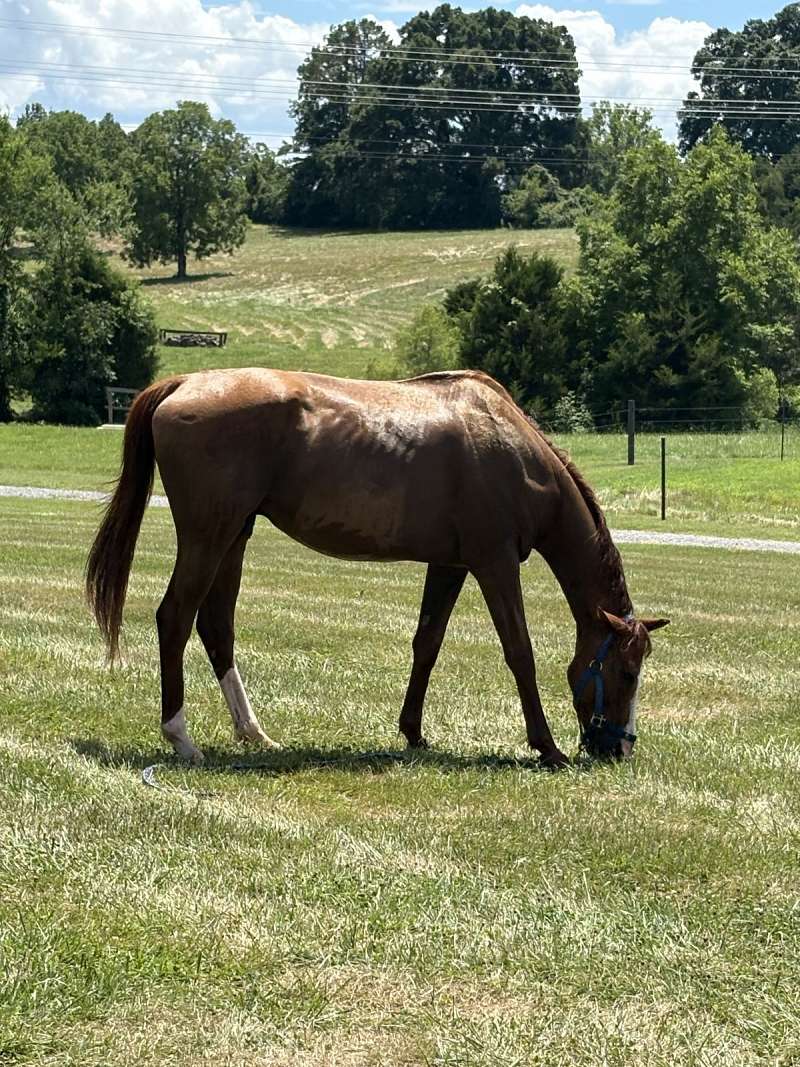 OTTB Gelding