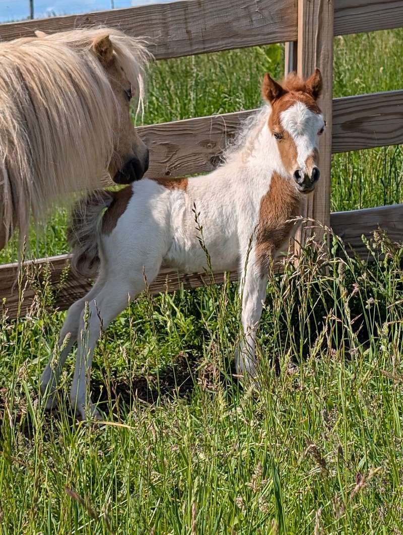 2025 Sorrel Pinto Mini Filly With Blue Eyes