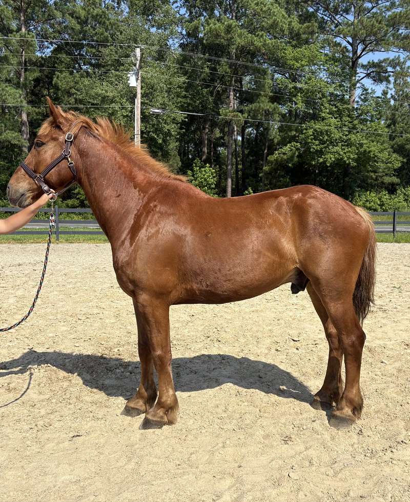 Suffolk Cross Gelding
