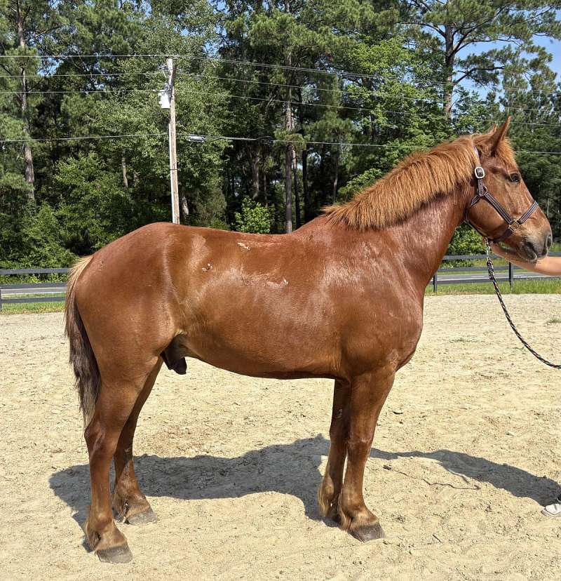 Suffolk Cross Gelding